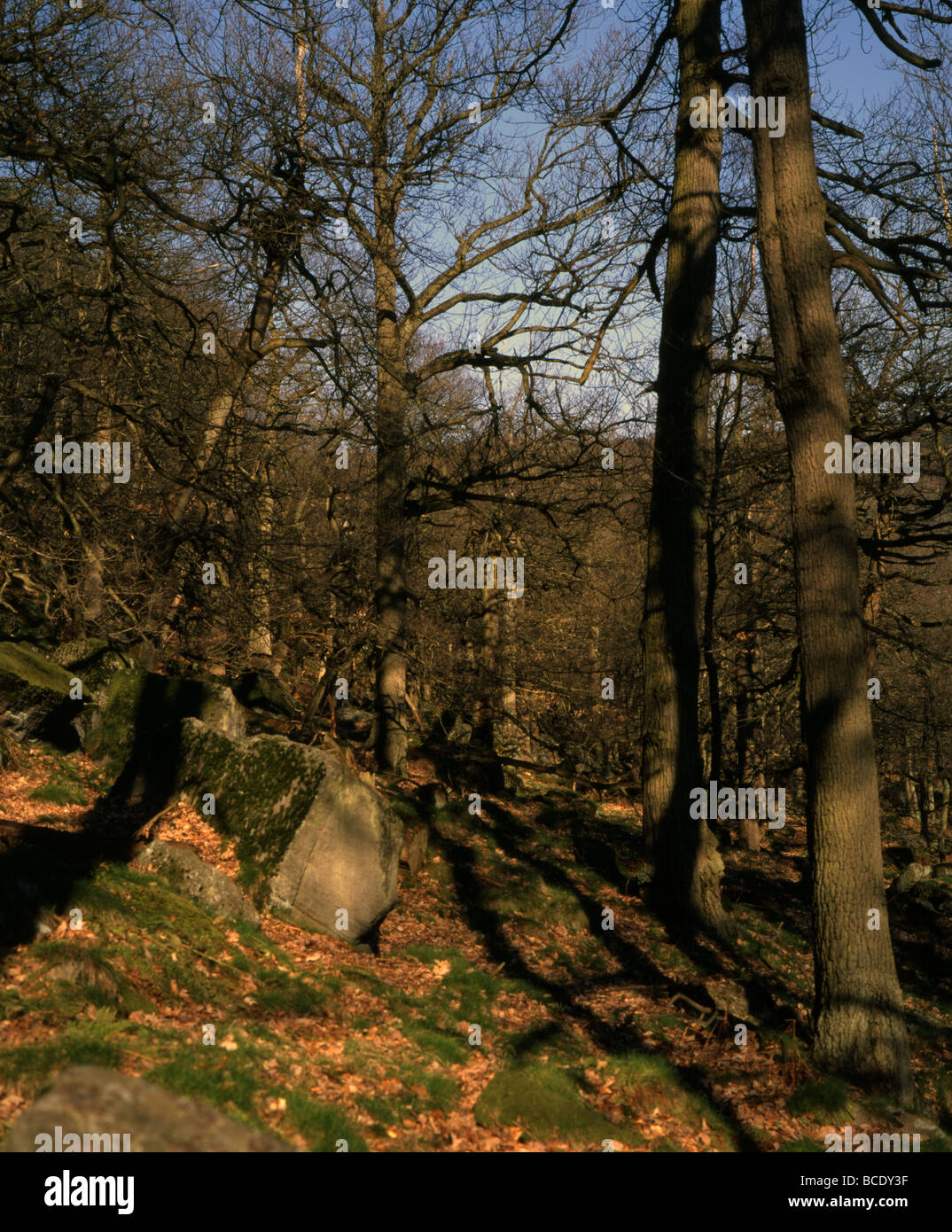 Padley wood hi-res stock photography and images - Alamy