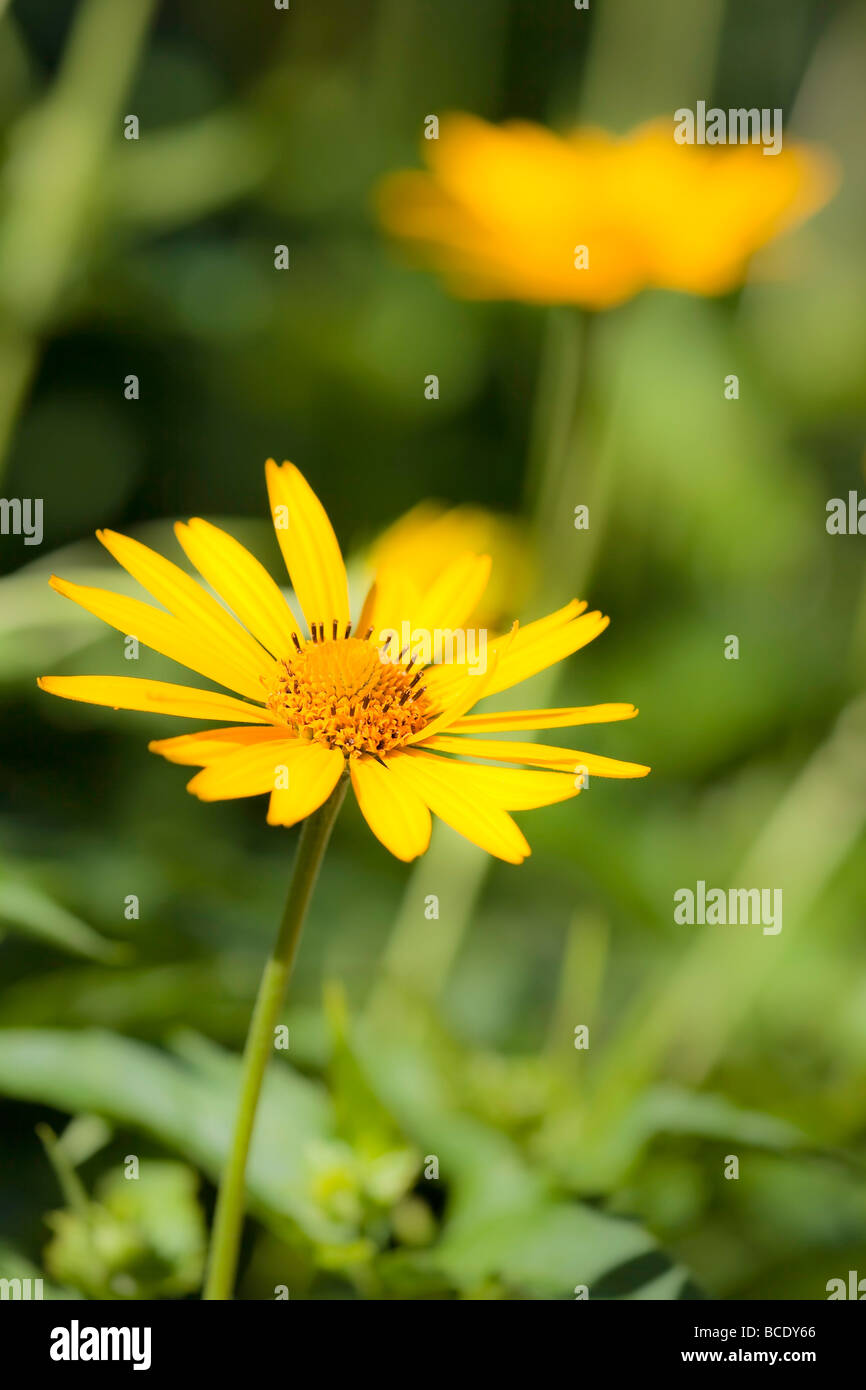 Gerbera daisy hi-res stock photography and images - Alamy