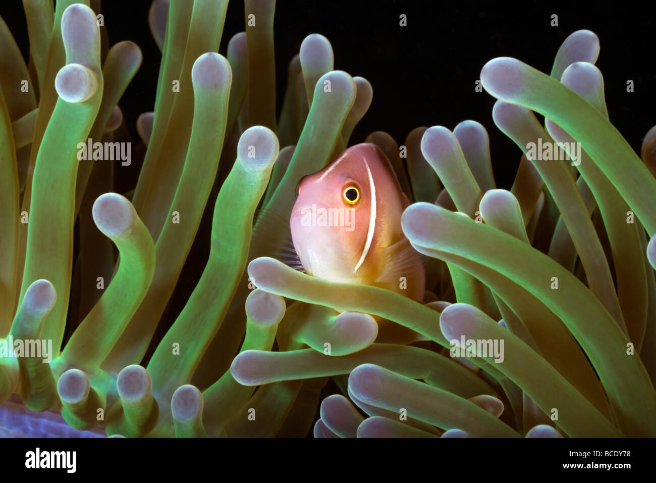 Portrait shot clownfish in anemone hi-res stock photography and images ...