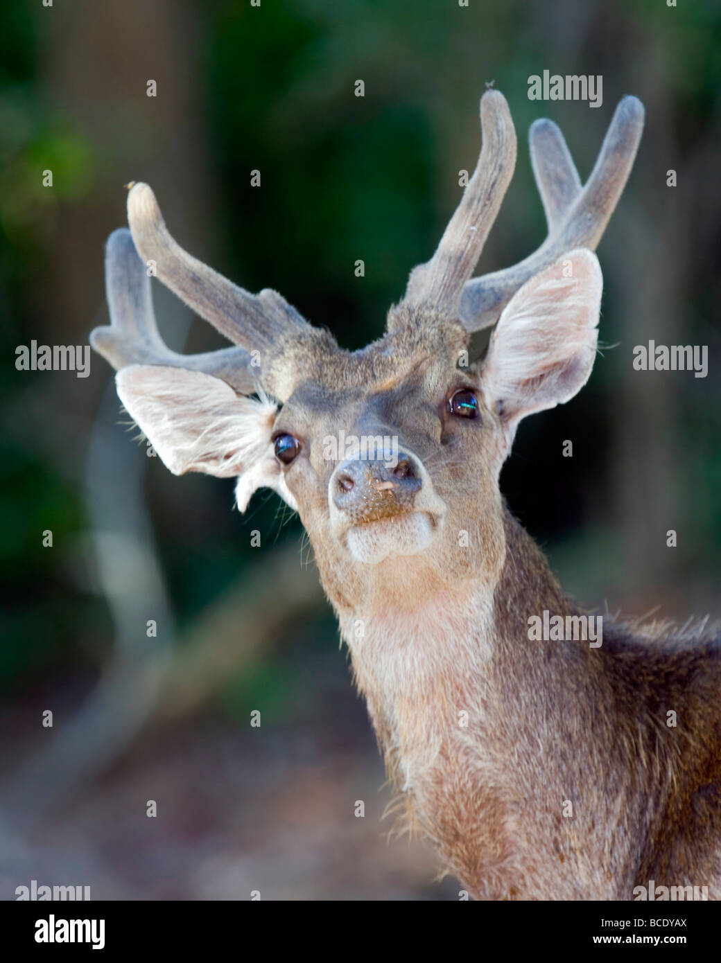 This Rusa Deer must keep a sharp lookout if he is not to become the ...