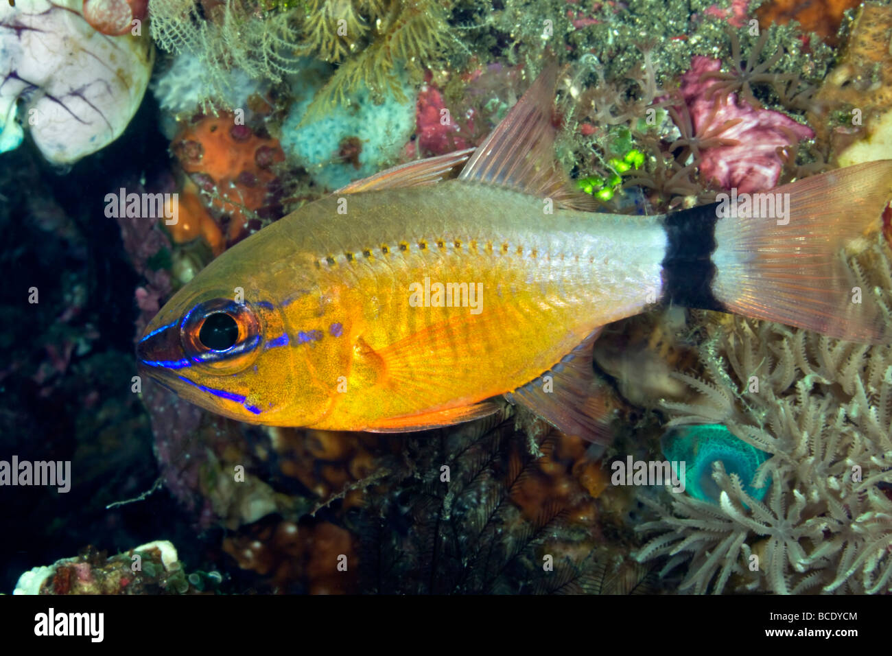 Under sea aqua images hi-res stock photography and images - Alamy