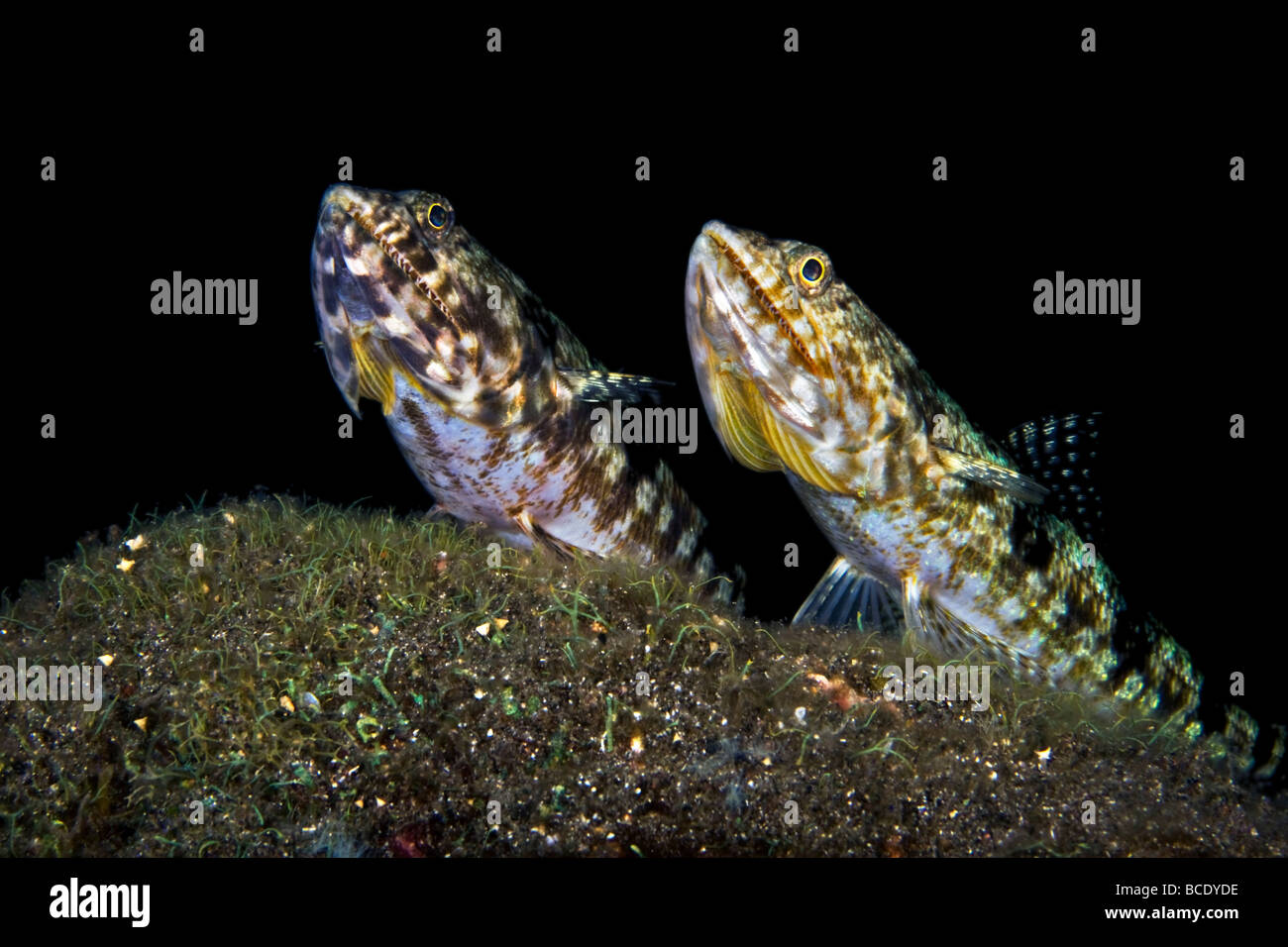 Deep sea lizardfish hi-res stock photography and images - Alamy