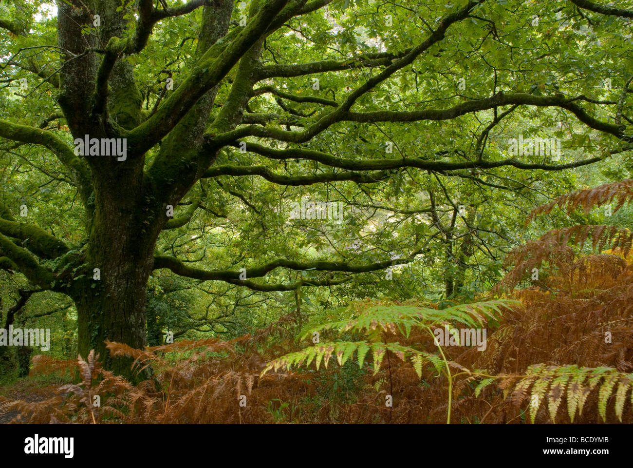 Deciduous Forest Oak Tree