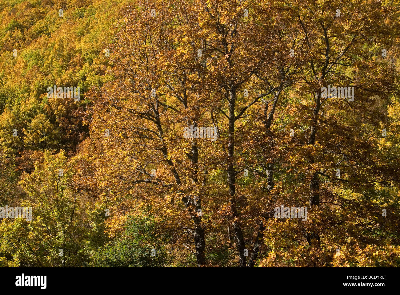 Oak forest in Spain Stock Photo - Alamy