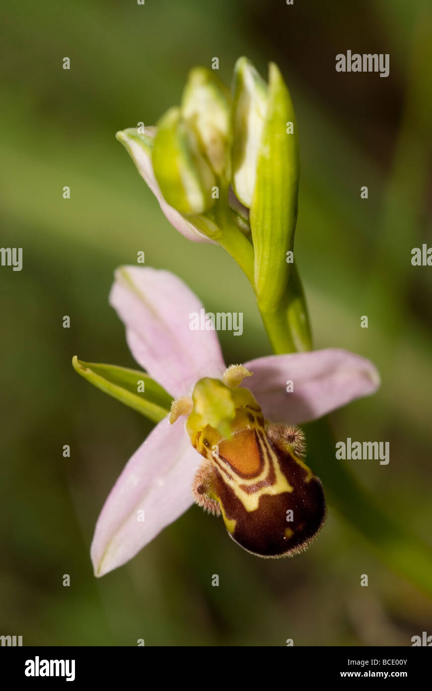 Bee orchid (Ophrys apifera Stock Photo - Alamy