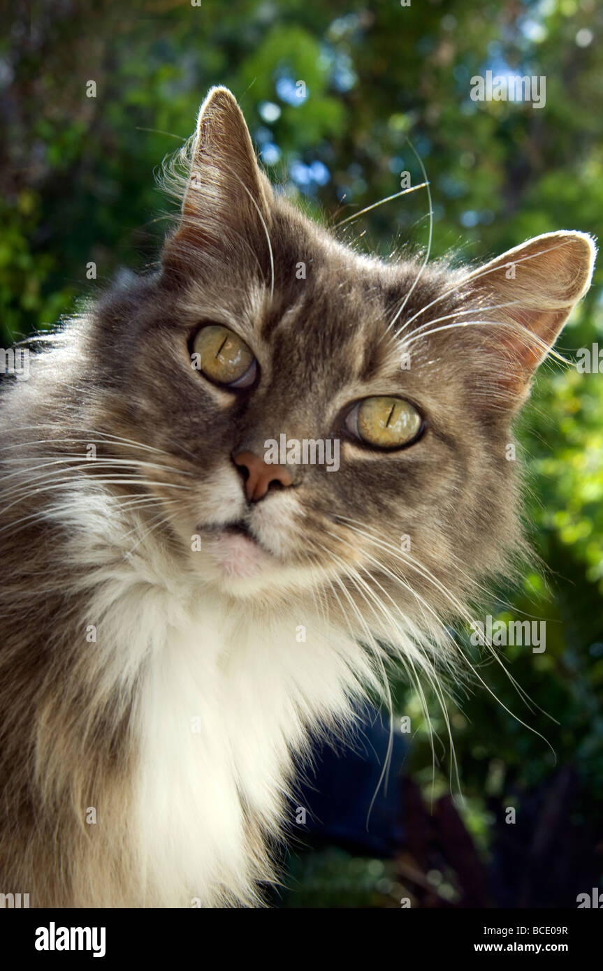 Cat s Face Stock Photo - Alamy