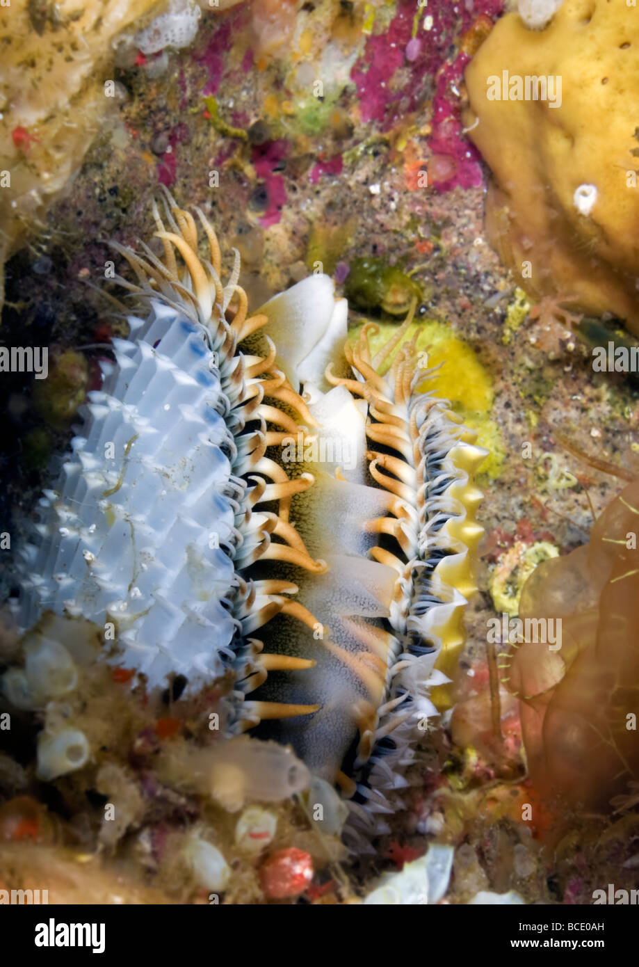 Clam under the sea hi-res stock photography and images - Alamy