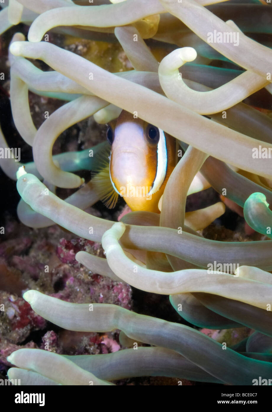 Stinging creatures hi-res stock photography and images - Alamy