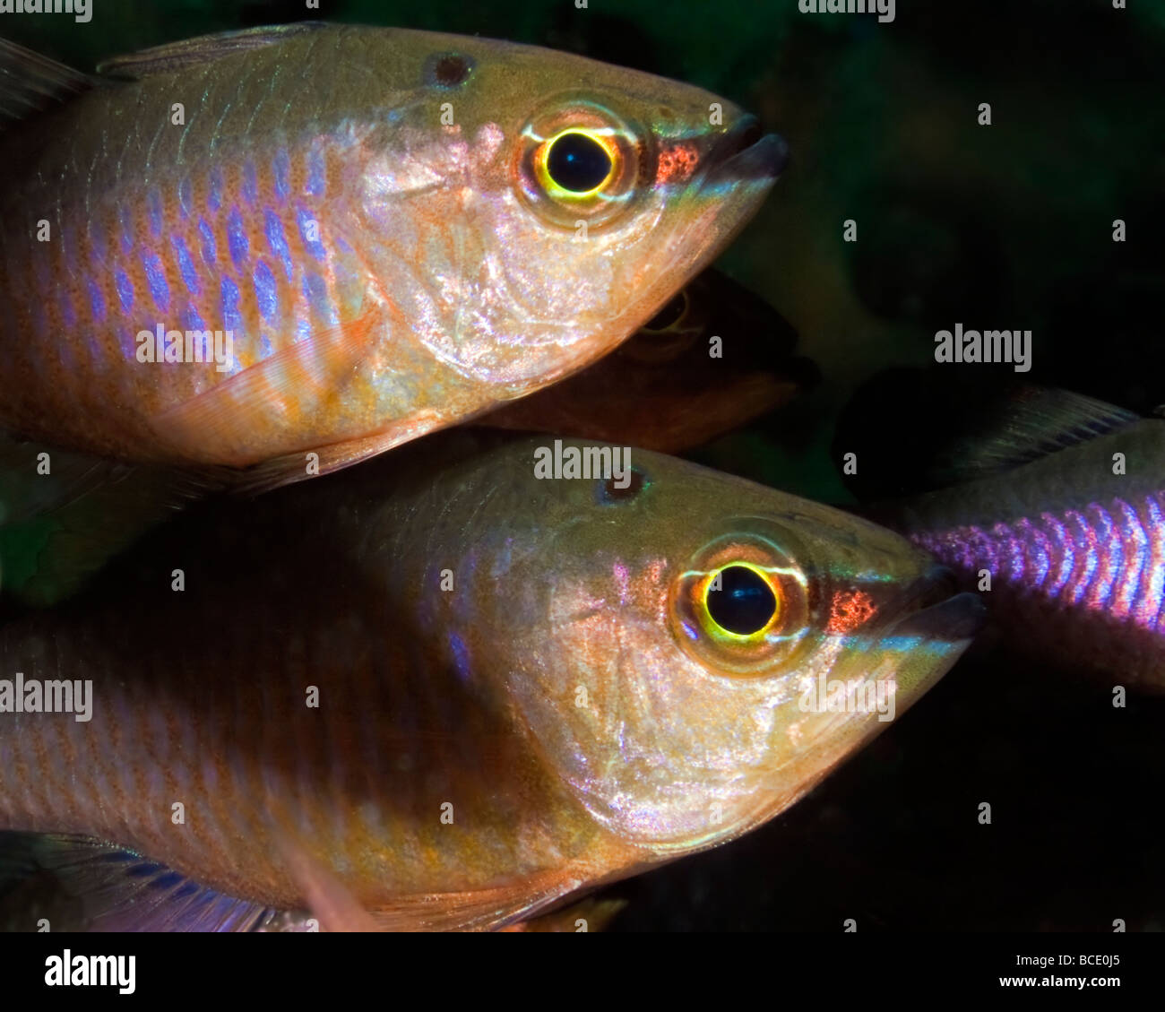 Underwater Marine Life In The Flores Sea High Resolution Stock ...