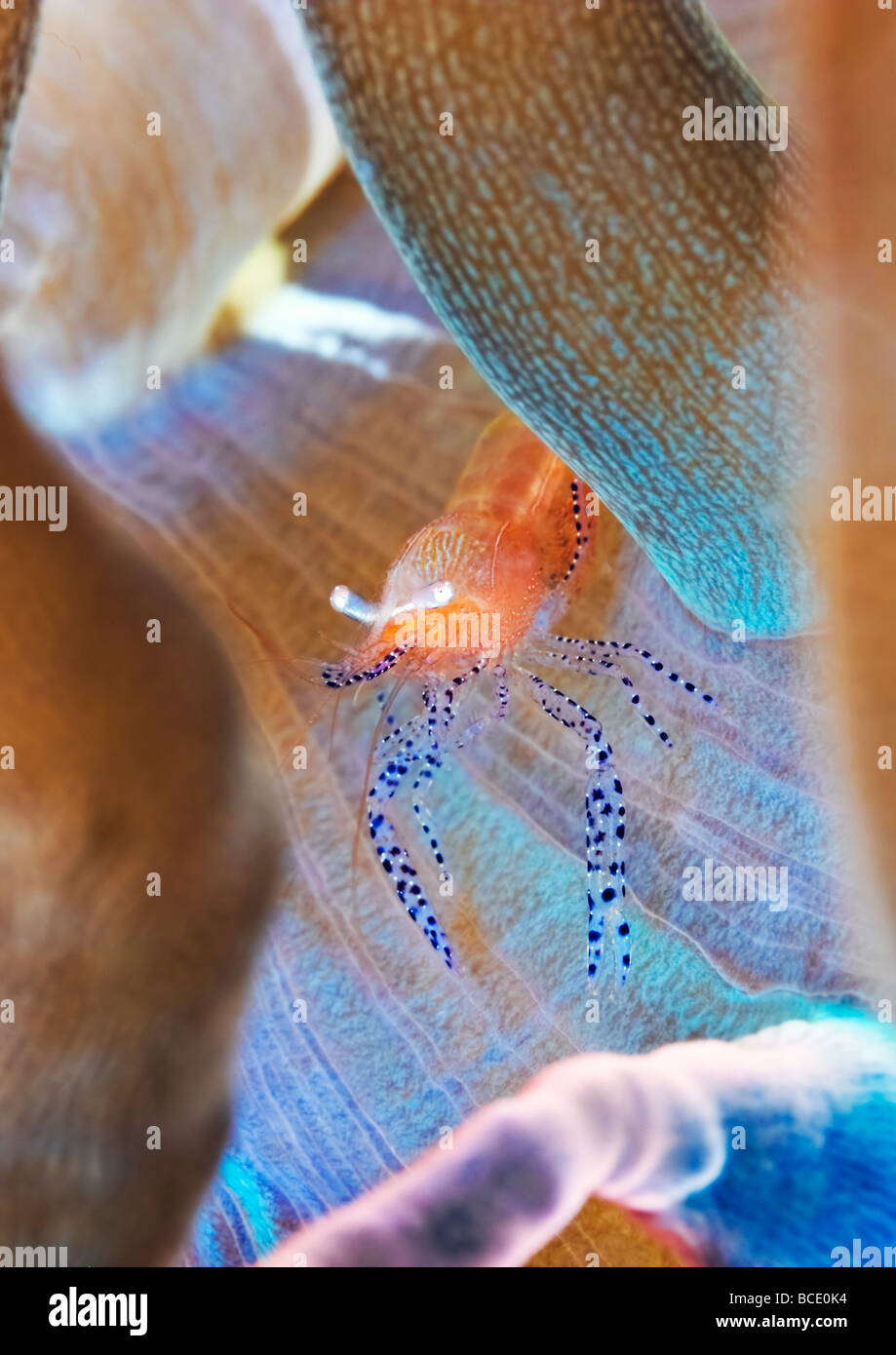 This tiny orange reef shrimp with blue speckled legs hides amongst the ...