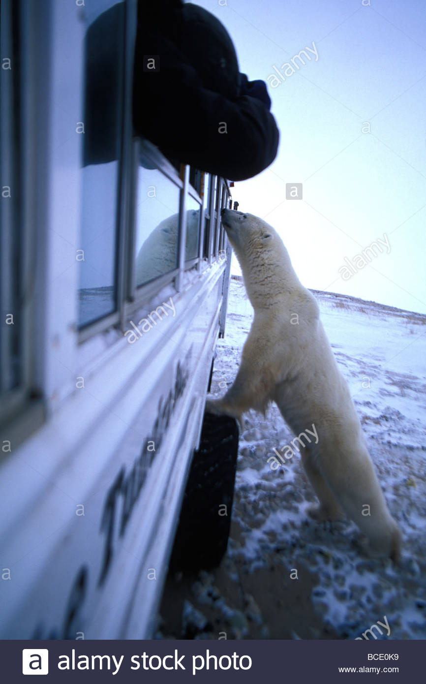 Into The Wild Bus Stock Photos & Into The Wild Bus Stock Images - Alamy