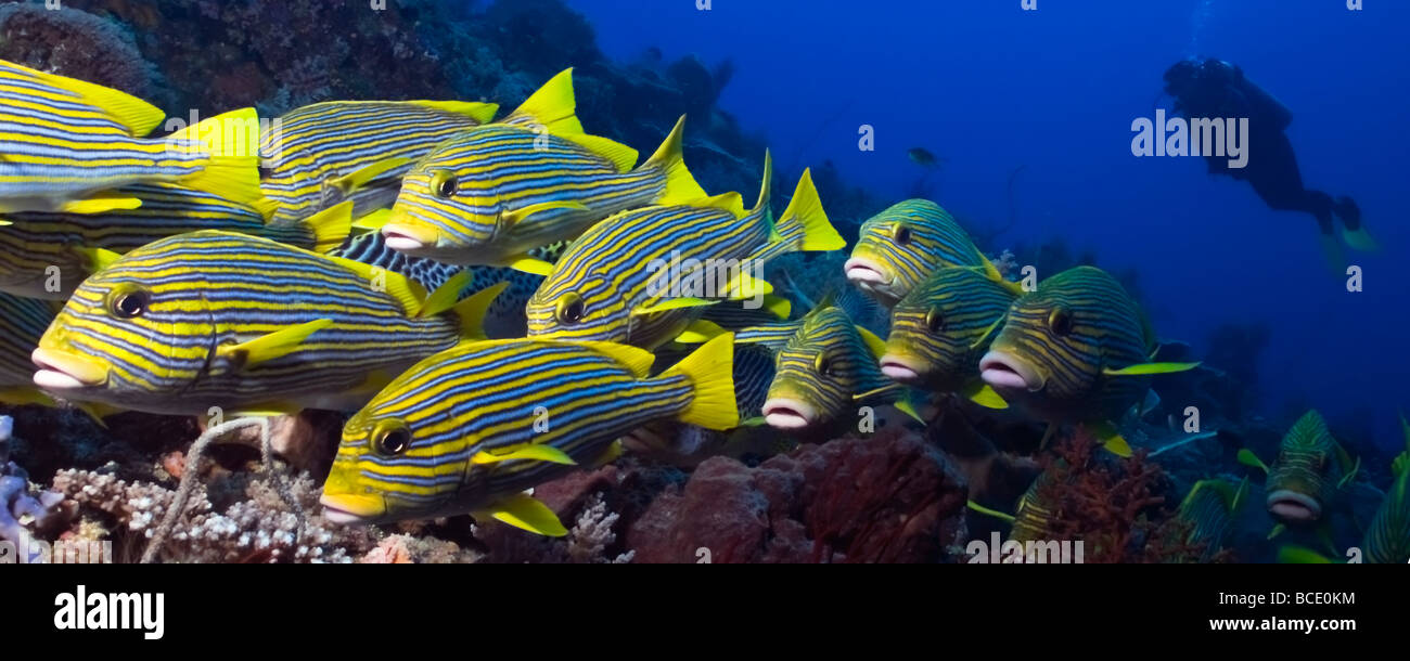 Underwater marine life in the flores sea hi-res stock photography and ...