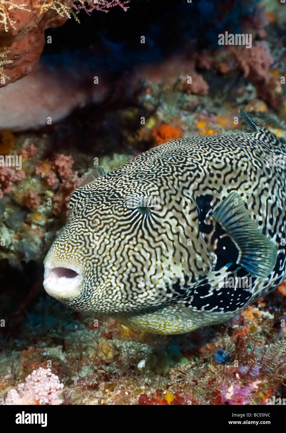 Flores sea hi-res stock photography and images - Alamy