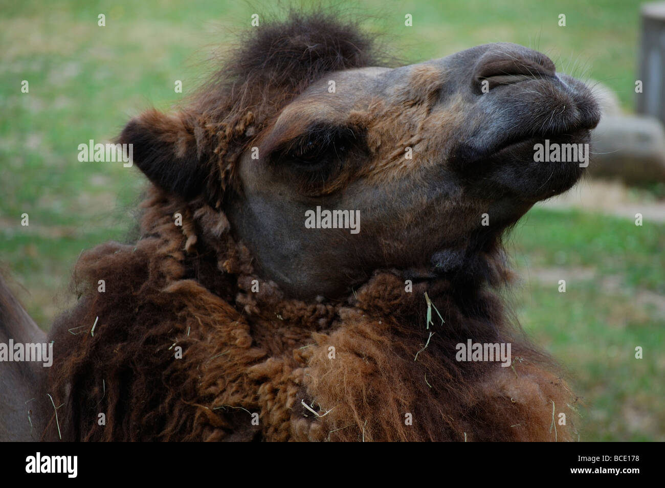 Bactrian Camel Portrait Stock Photo - Alamy