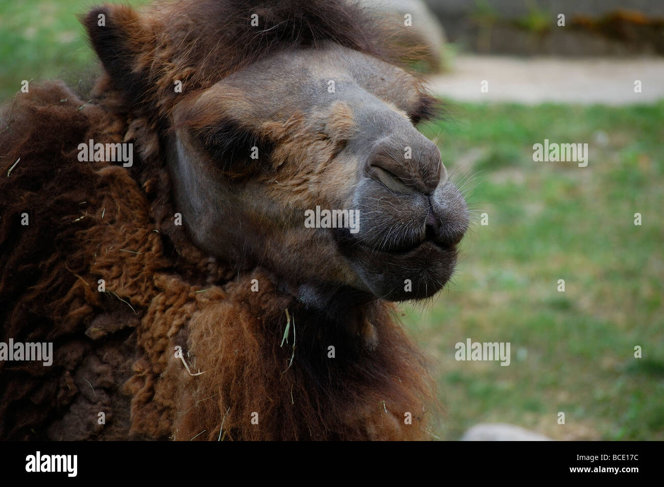 Bactrian Camel Portrait Stock Photo - Alamy