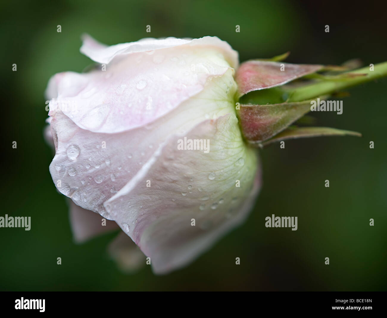 Close up of Morden Blush Parkland shrub rose Stock Photo - Alamy