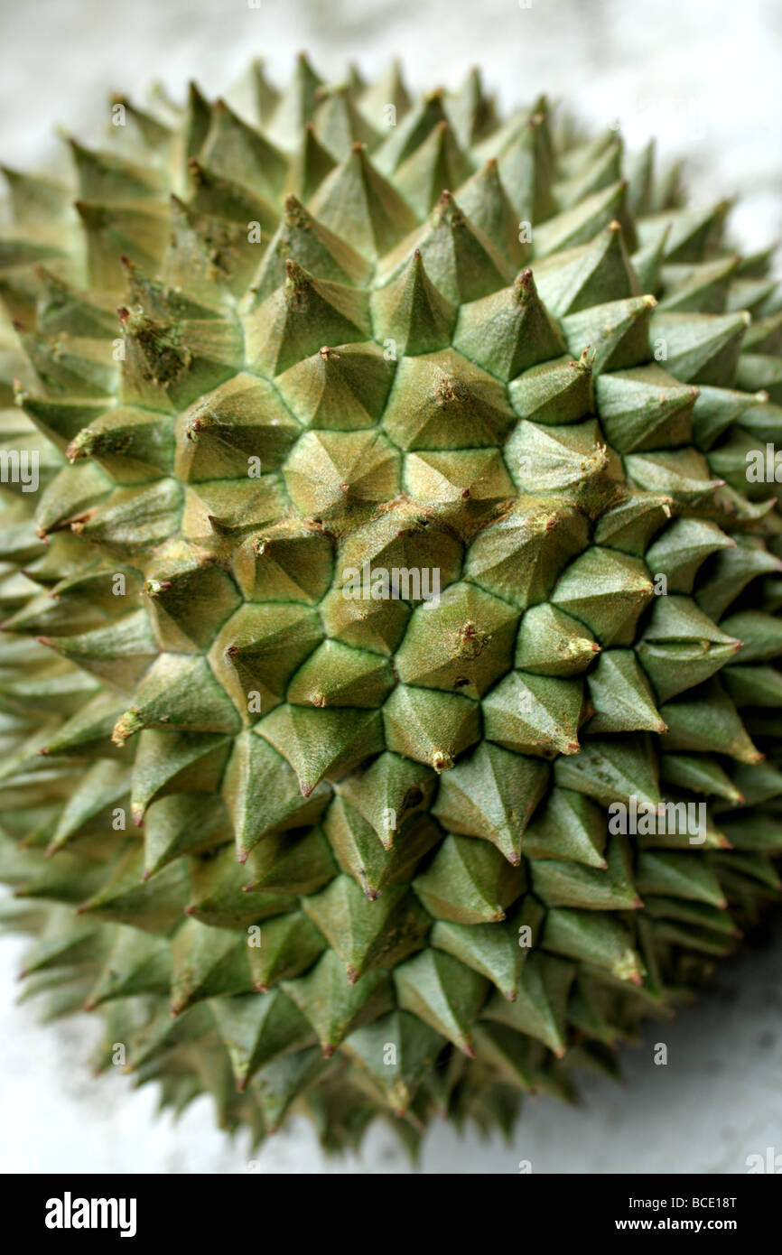 Close up durian fruit hi-res stock photography and images - Alamy