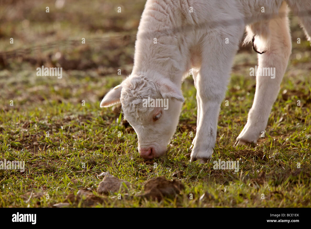 White Baby Cow Calf eating grass Stock Photo - Alamy