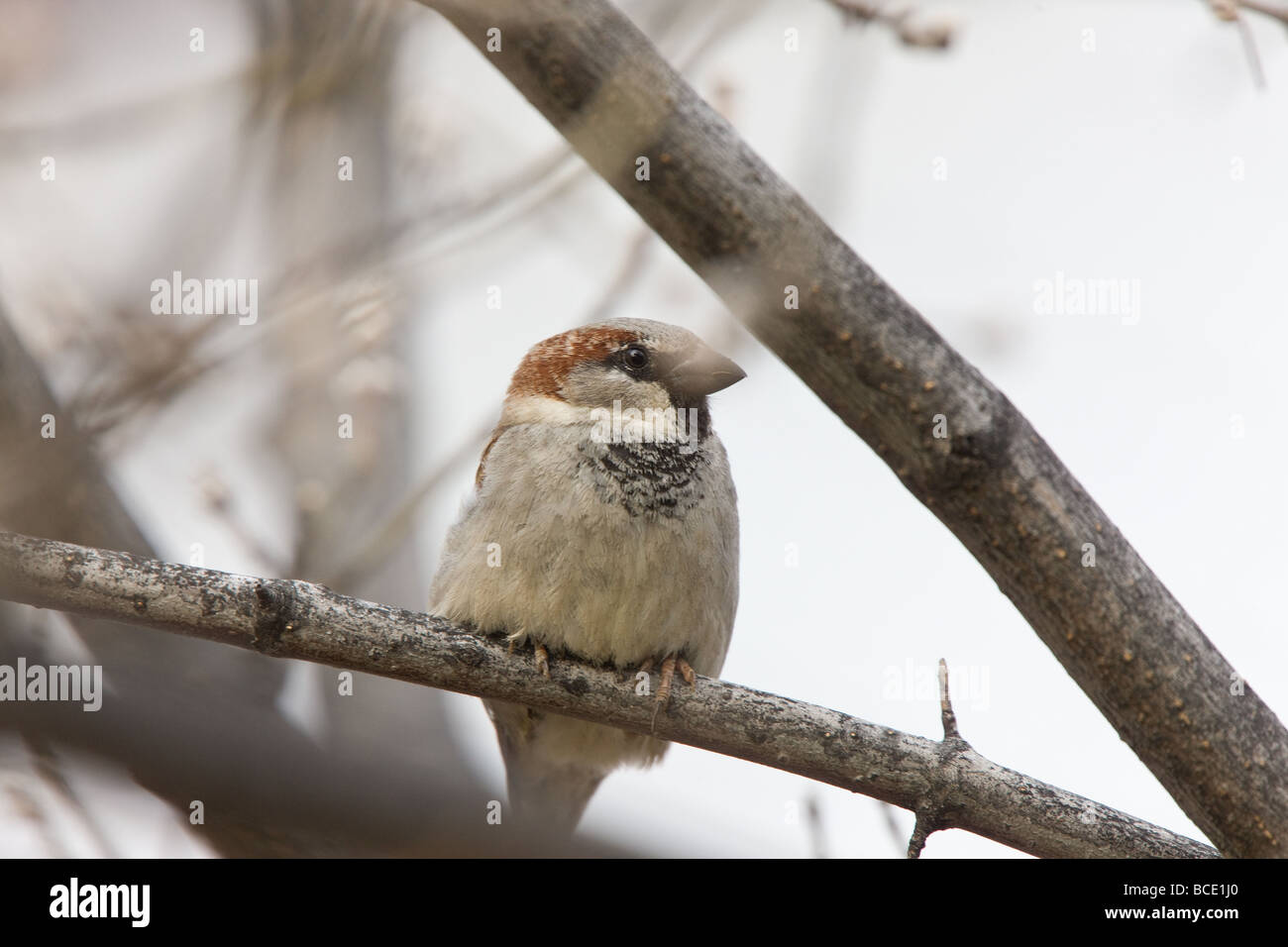 Female house sparrow in flight hi-res stock photography and images - Alamy