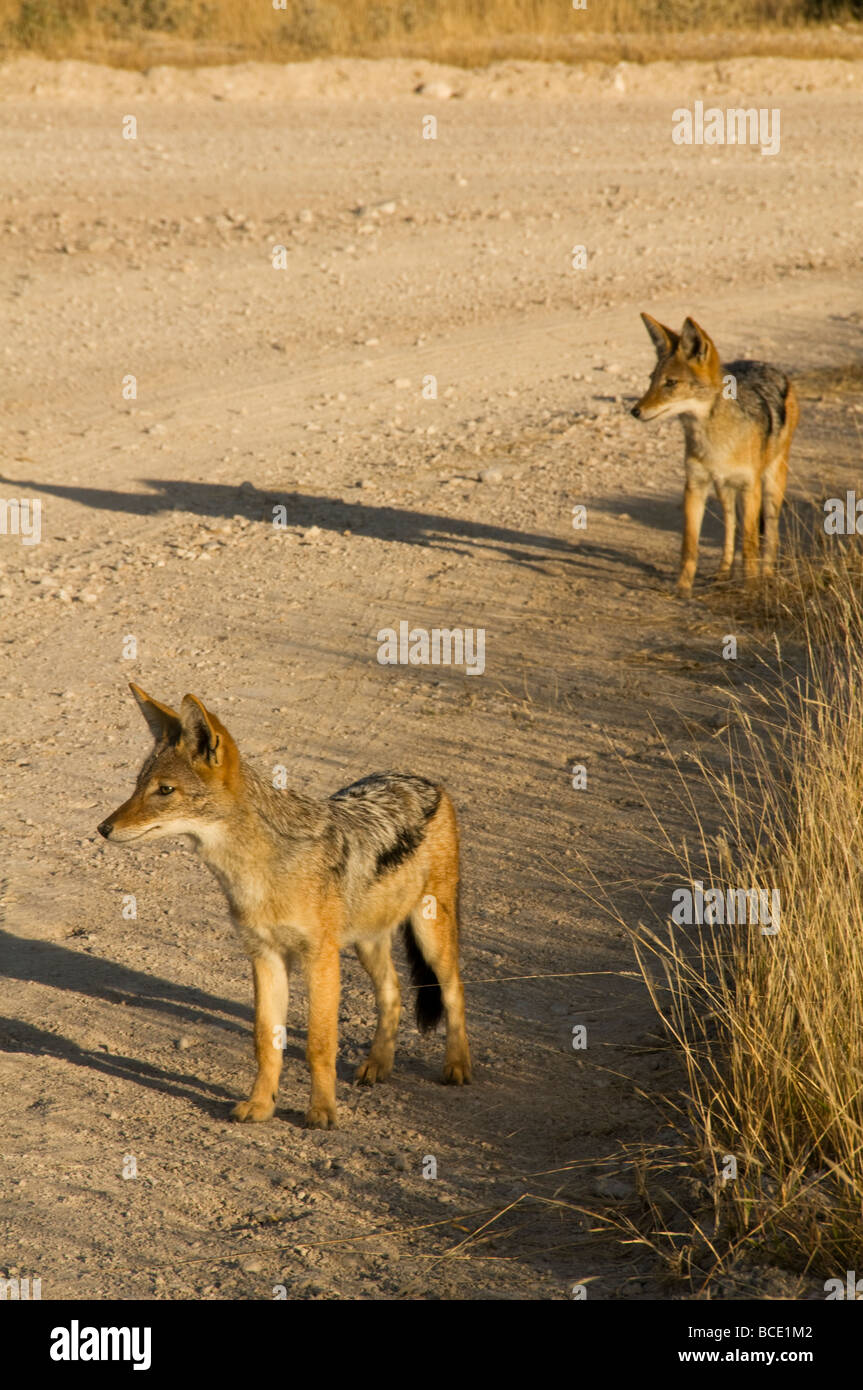 black backed jackal (Canis mesomelas) in Etosha National Park in Namibia Stock Photo - Alamy
