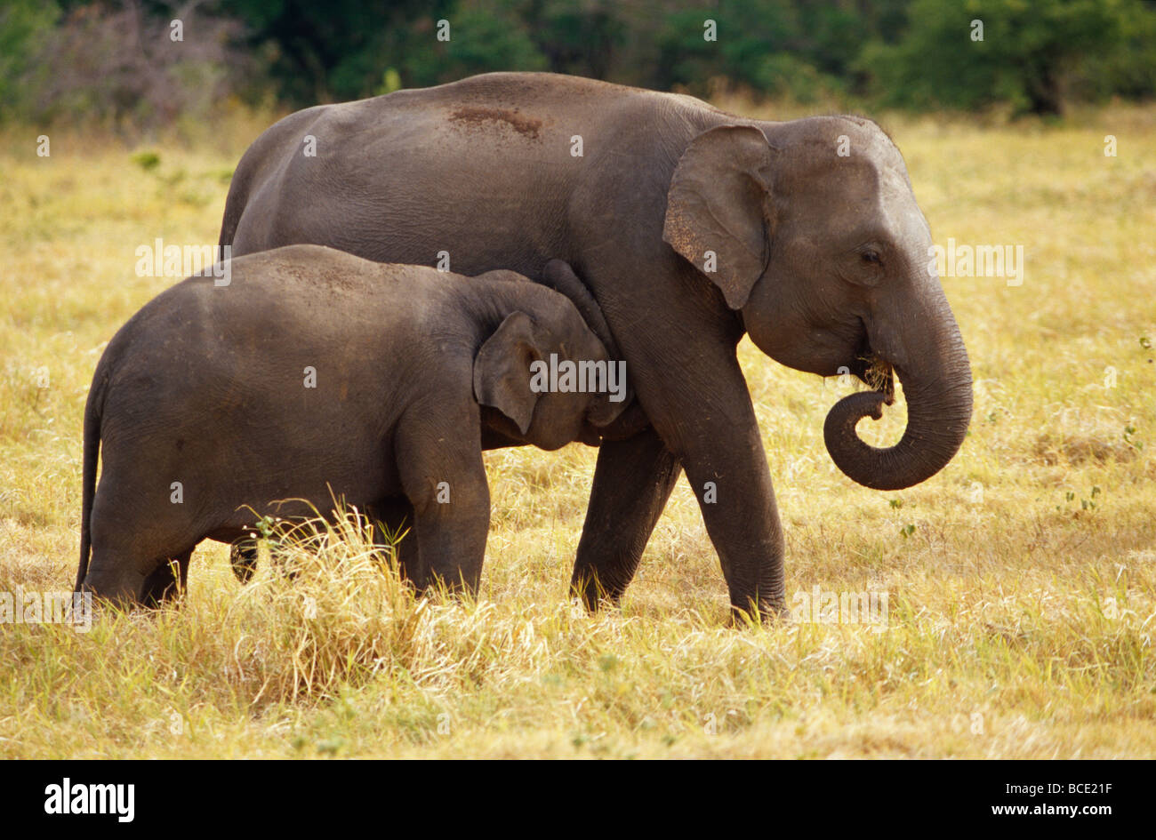 A large endangered Asian Elephant calf suckling milk from it's mother ...
