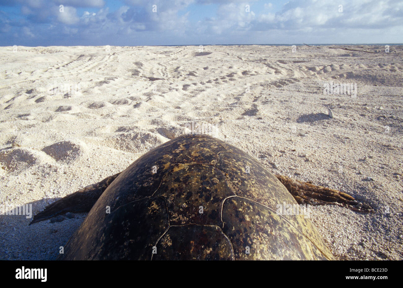 A dead endangered Green Sea Turtle on a barren sand nesting island ...