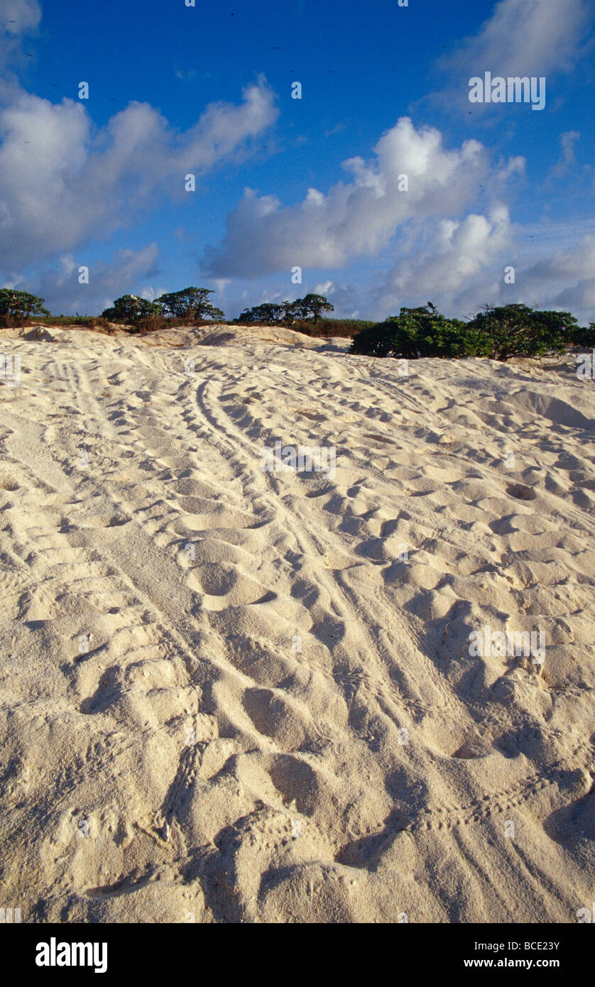 Endangered Sea Turtle tracks march up a beach to a nesting site Stock ...