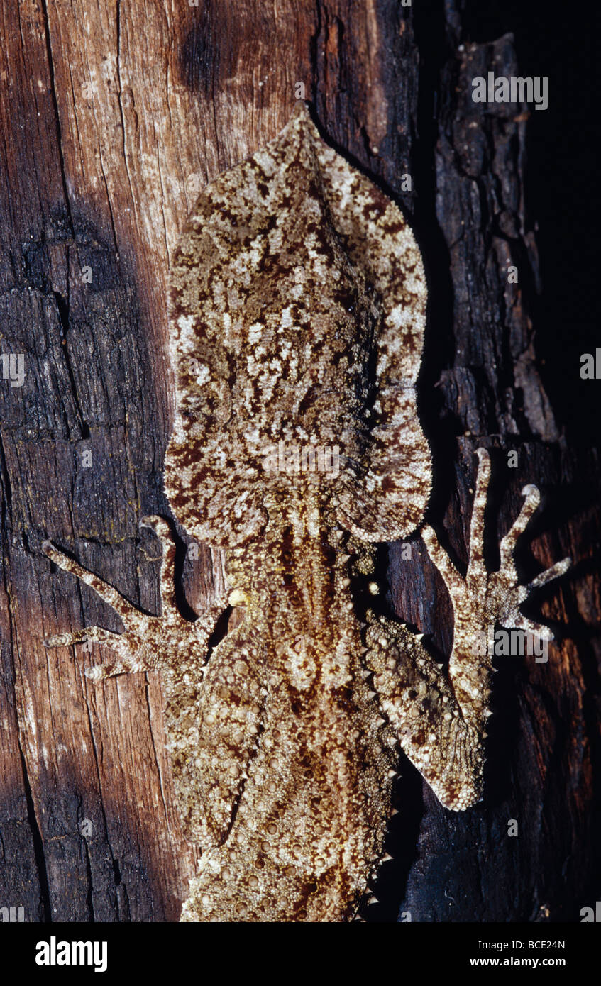 The tail of a Large Leaf-tailed Gecko, Saltuarius swaini, on a tree ...