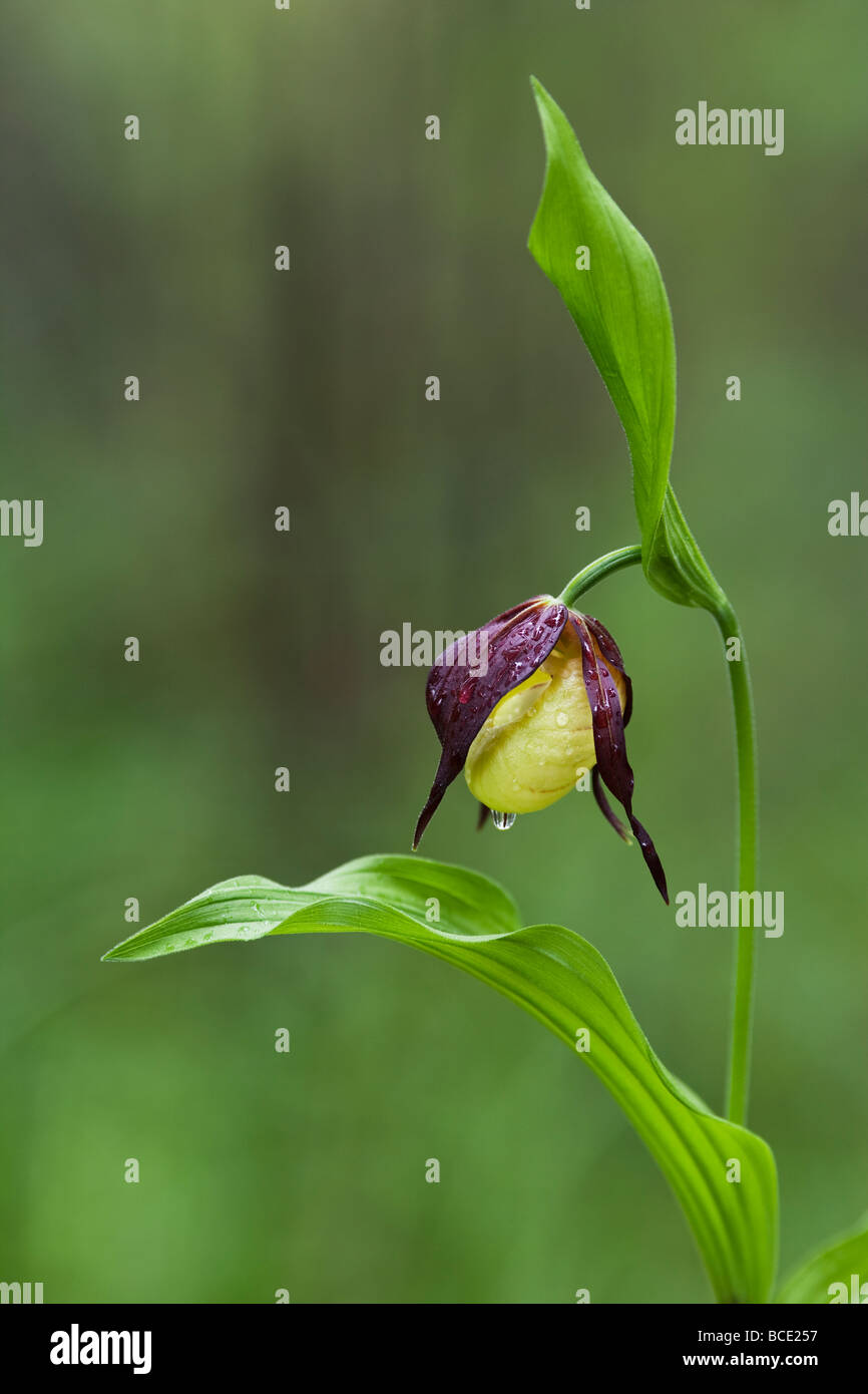Yellow Lady s Slipper Stock Photo - Alamy