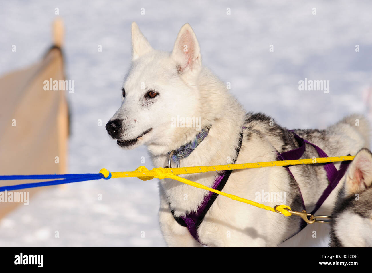 Detail of a white husky harnessed to a sledge ready and eager to go ...