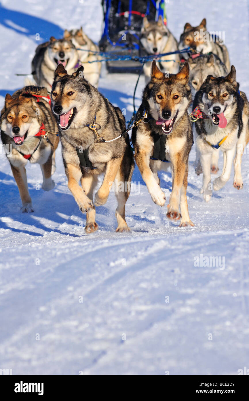 Details of a sled dog team in full action heading towards the camera ...