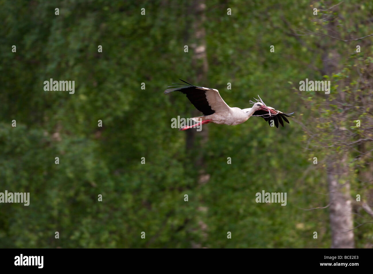 Stork flying hi-res stock photography and images - Alamy