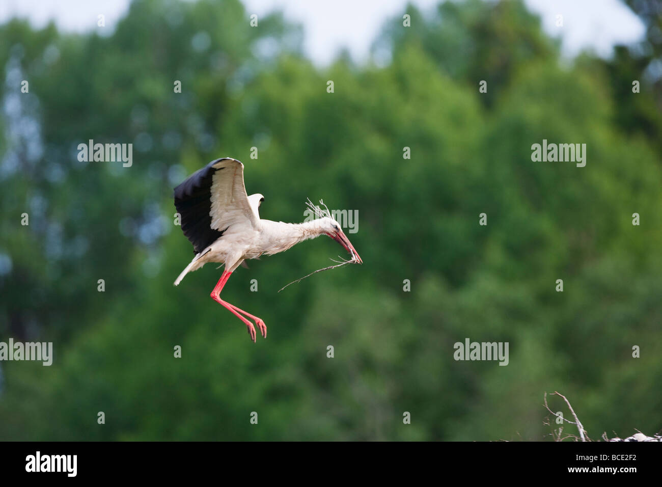 White stork flying Stock Photo - Alamy