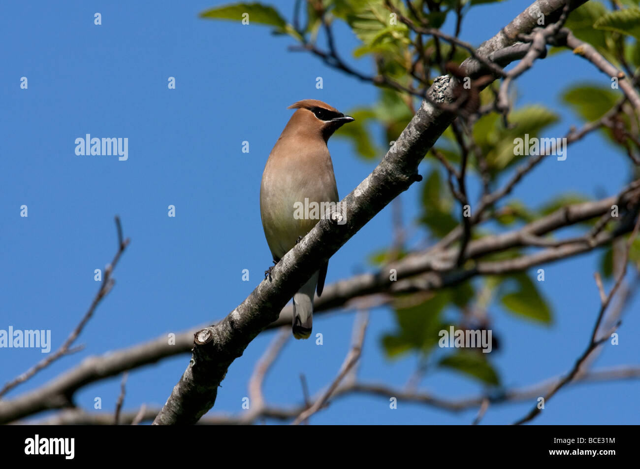 Cedar Waxwing Bombycilla cedrorum perched on a tree branch at ...