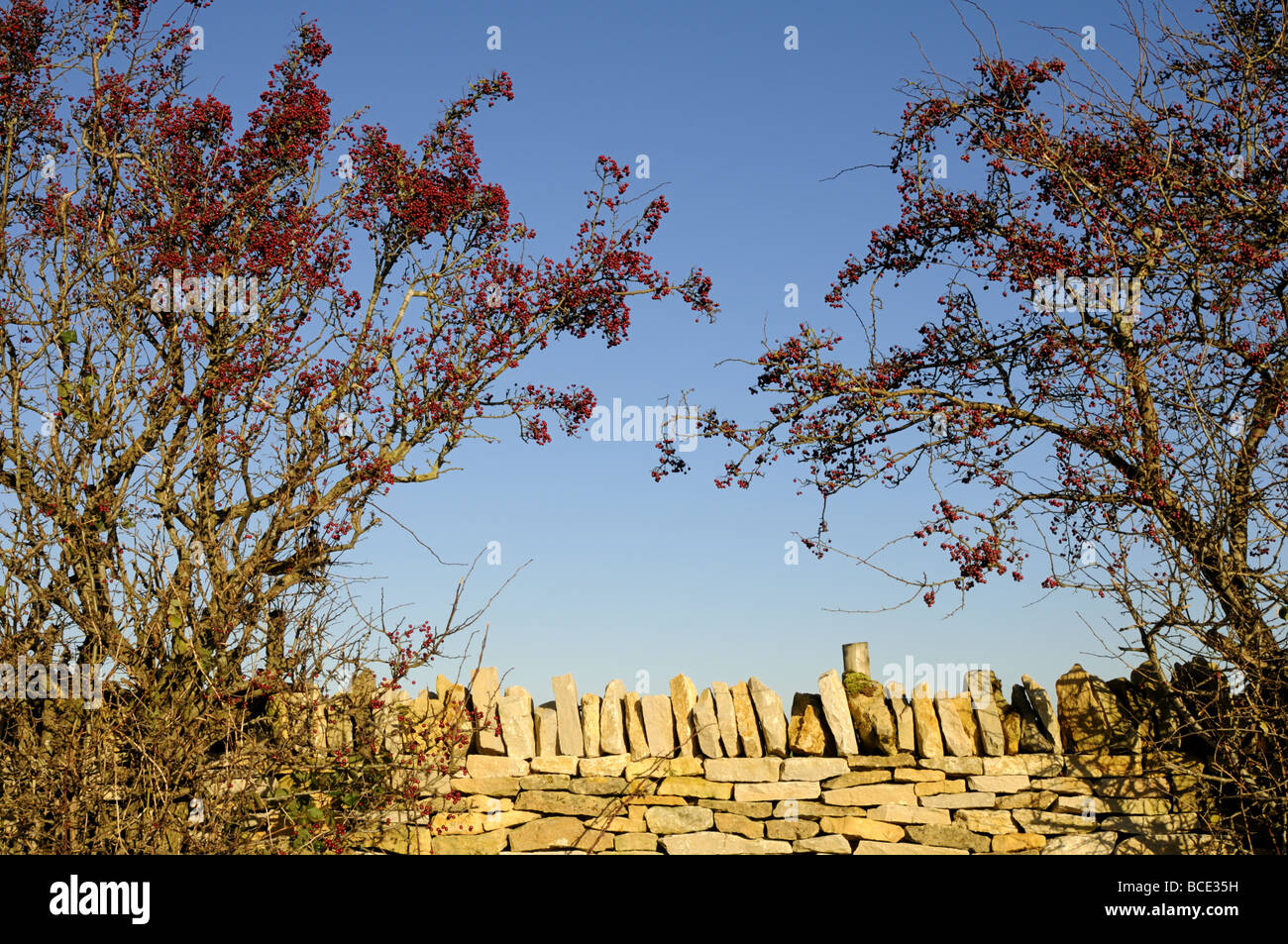 Stone wall and hedge hi-res stock photography and images - Alamy