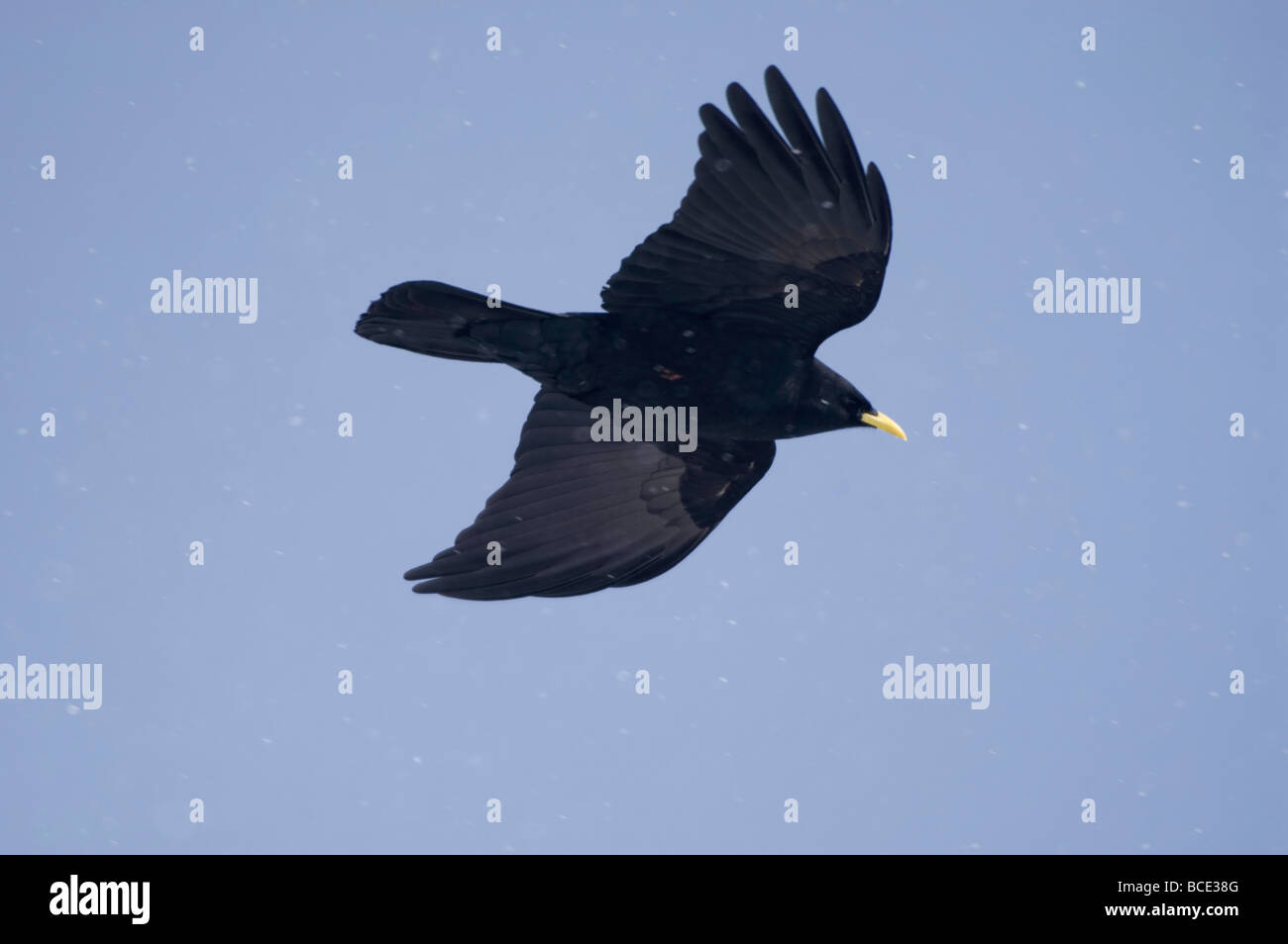 Pyrrhocorax graculus habitat hi-res stock photography and images - Alamy