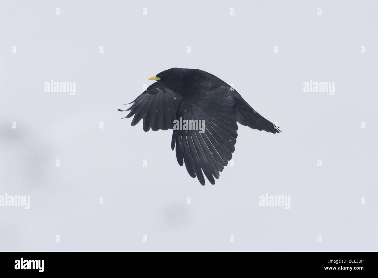 Alpine Chough Pyrrhocorax graculus in flight in snow Spanish Pyrenees ...