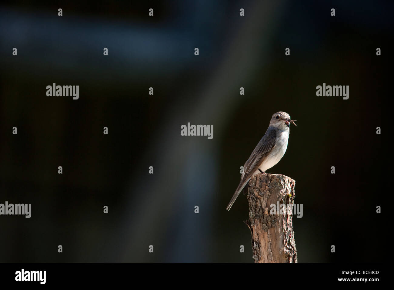 Spotted flycatcher with prey Stock Photo - Alamy