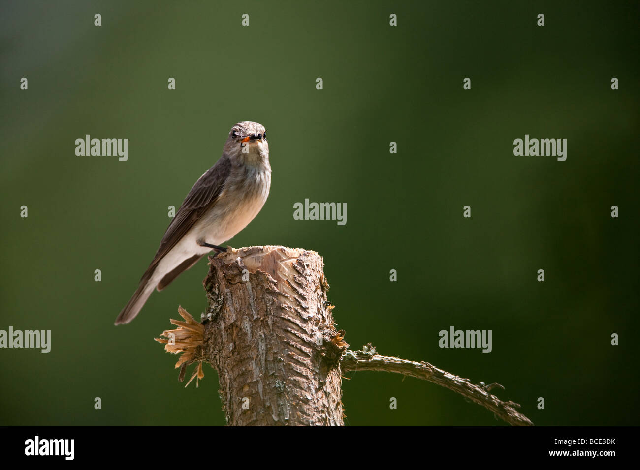 Spotted flycatcher with prey Stock Photo - Alamy
