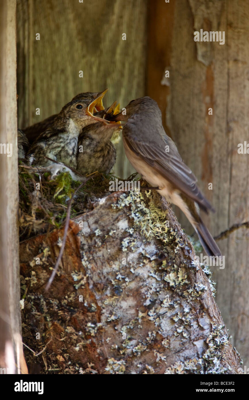 Spotted flycatcher feeding young Stock Photo - Alamy
