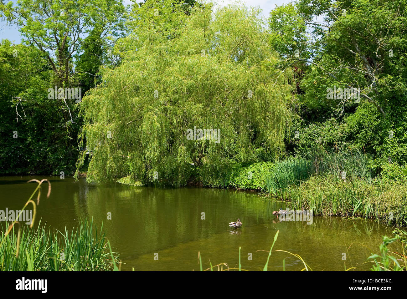 Village pond, Slindon, West Sussex, UK Stock Photo - Alamy