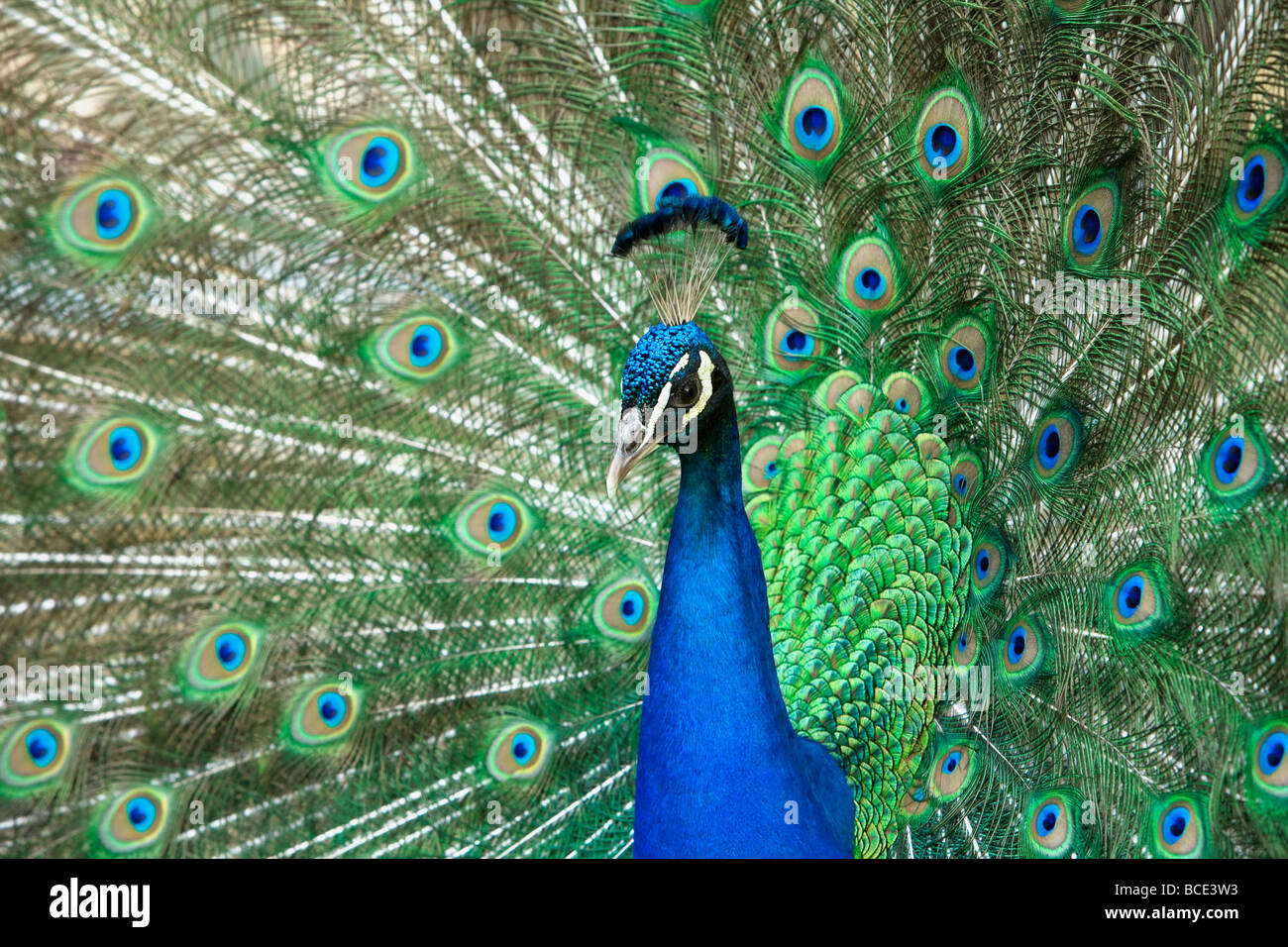 beautiful male peacock with its colorful tail feathers spread Stock ...