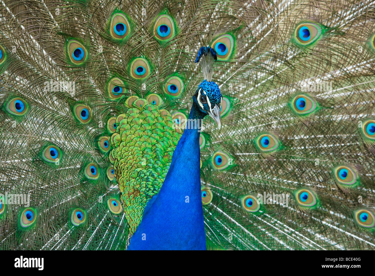 beautiful male peacock with its colorful tail feathers spread Stock ...