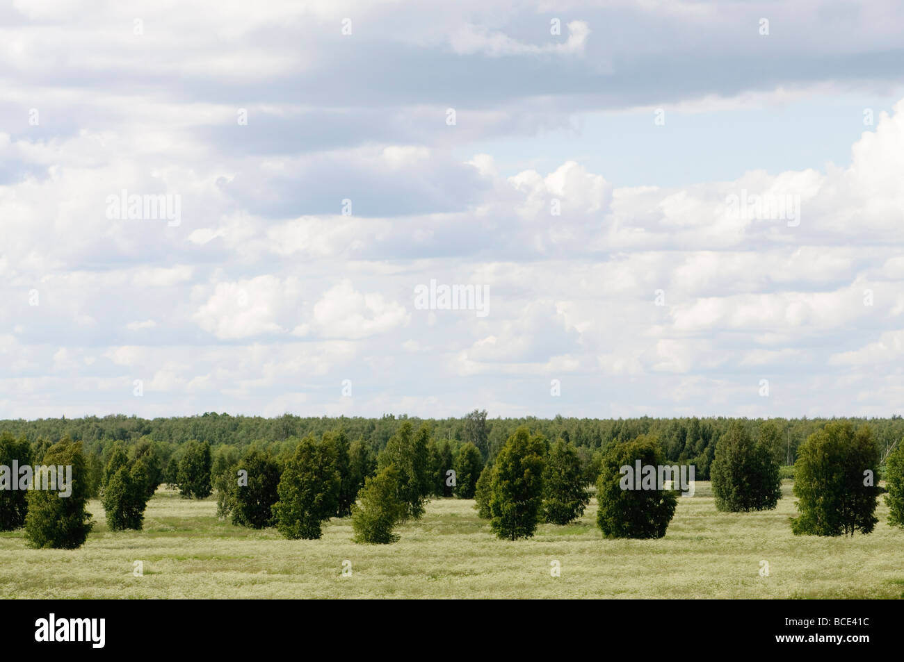 Many trees hi-res stock photography and images - Alamy