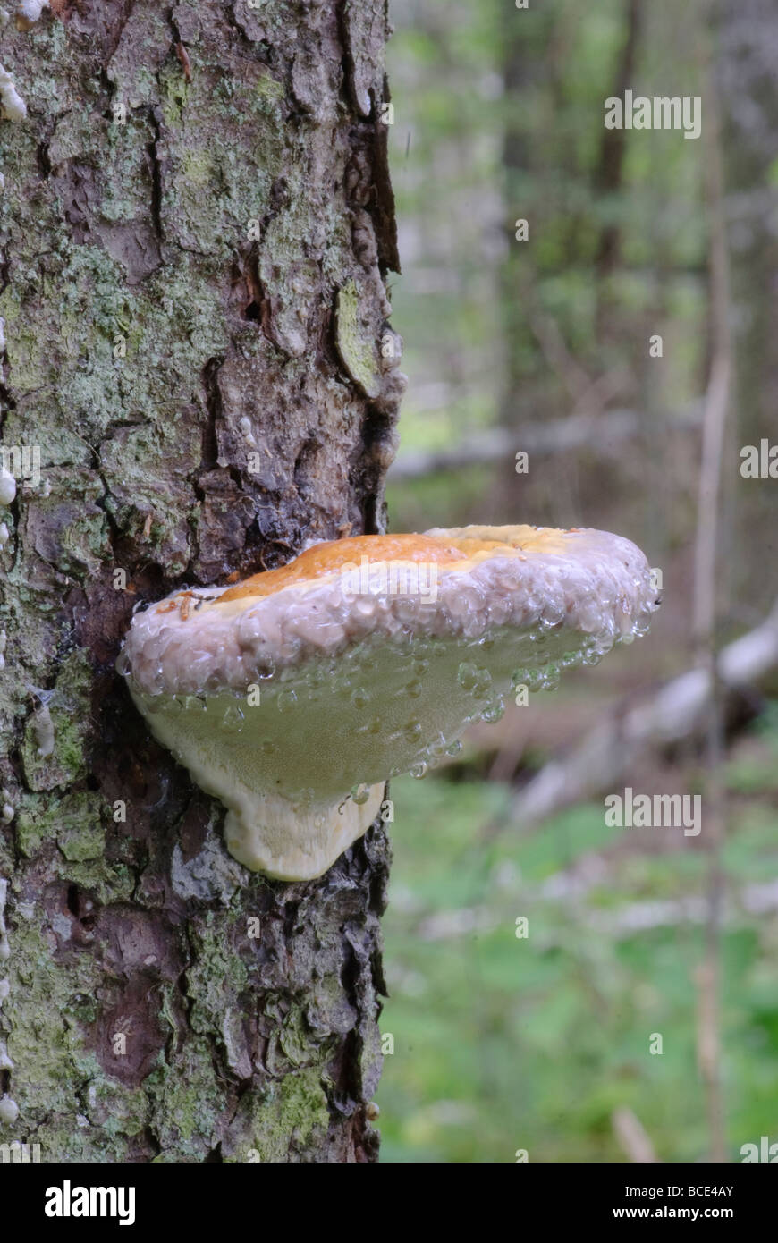 Banded bracket fungus hi-res stock photography and images - Alamy