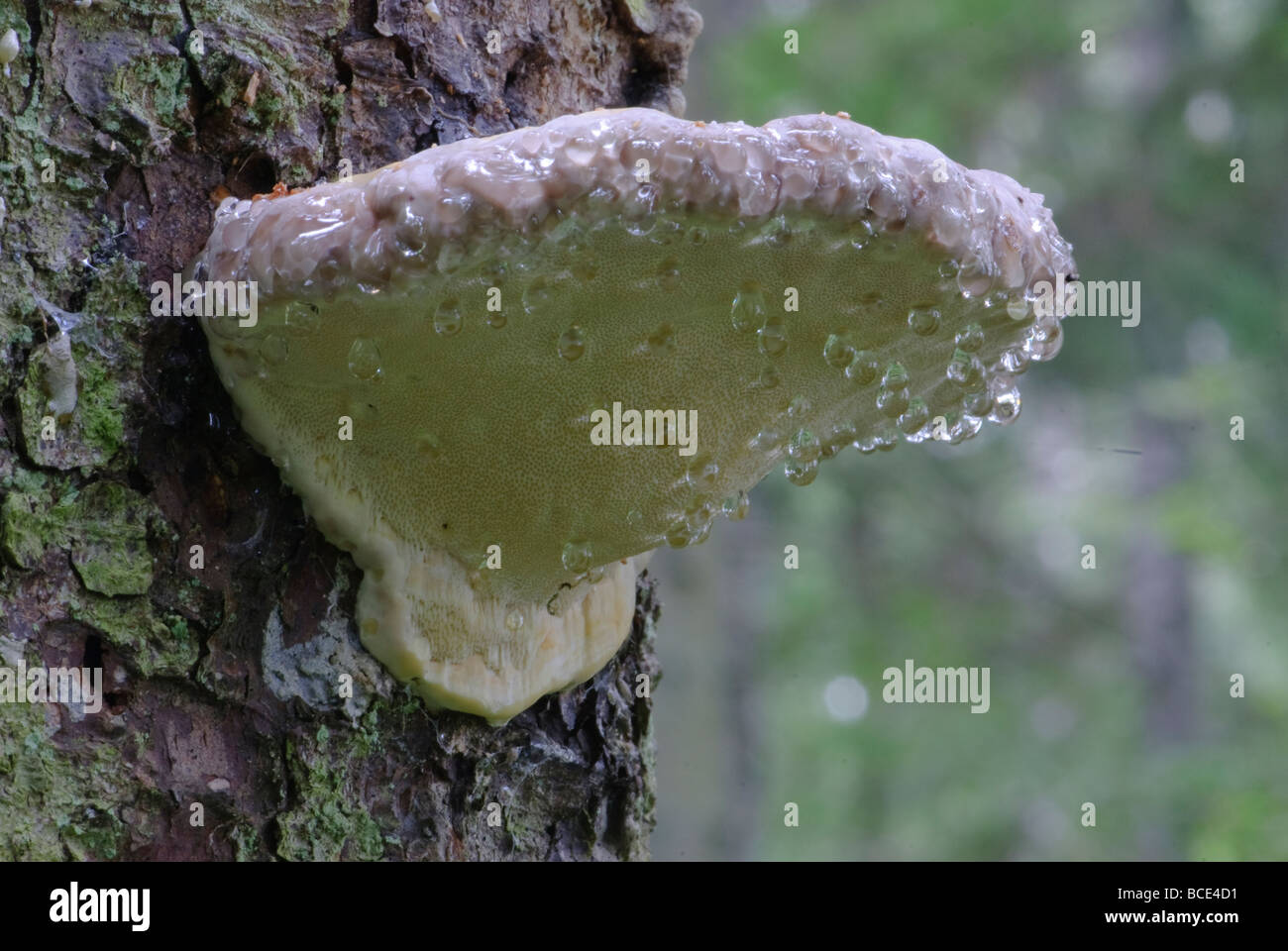 Red Banded Polypore Fomitopsis pinicola Stock Photo - Alamy