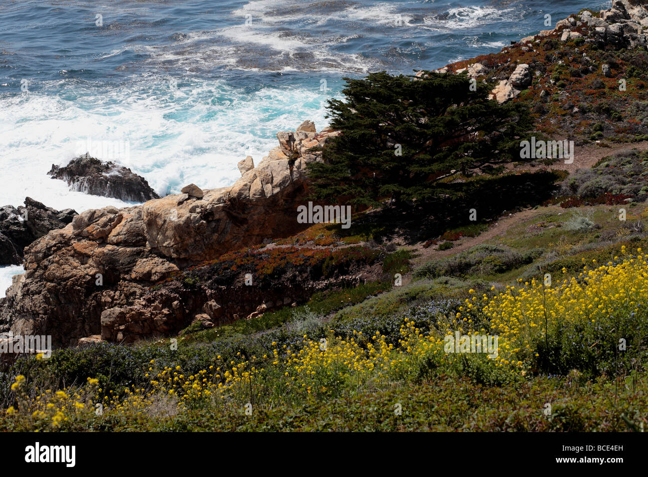 This is the northern coast of California during springtime with flowers ...
