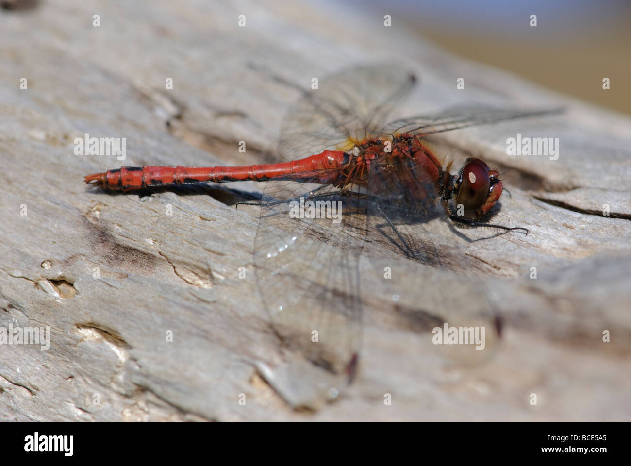 Ruddy darter sympetrum sanguineum hi-res stock photography and images ...