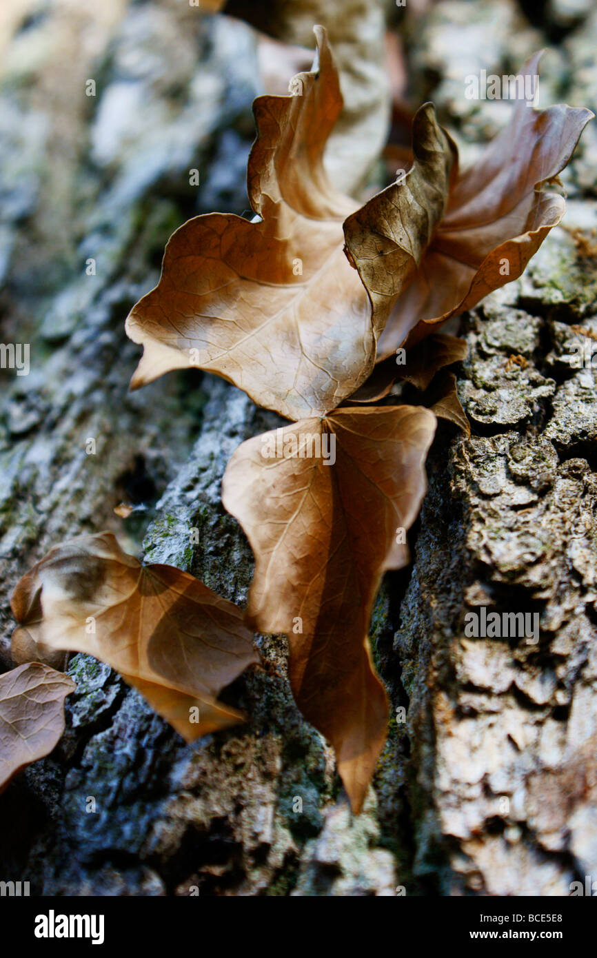 Up close dried out leaf with bark background Stock Photo - Alamy