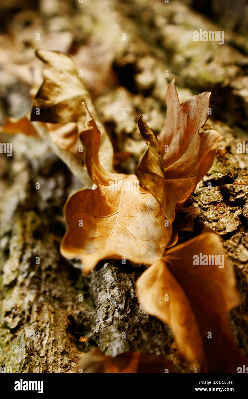 Up close dried out leaf with bark background Stock Photo - Alamy